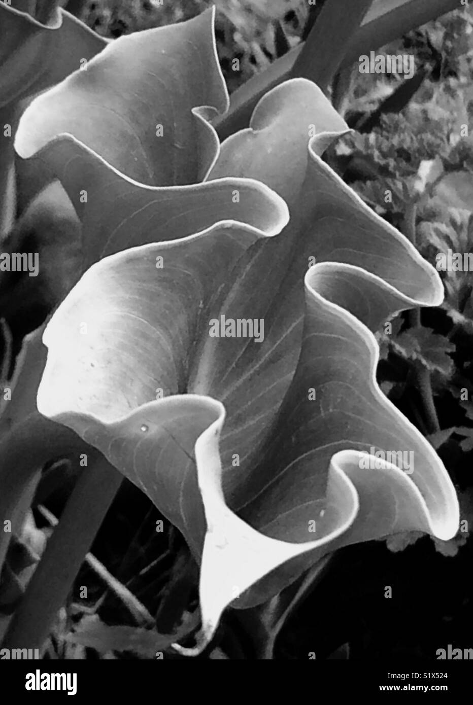Lily leaf hi-res stock photography and images - Alamy