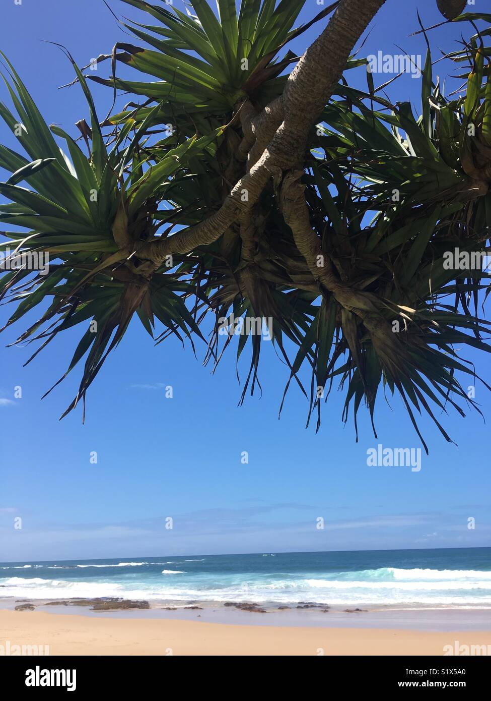Pandanus trees hi-res stock photography and images - Alamy