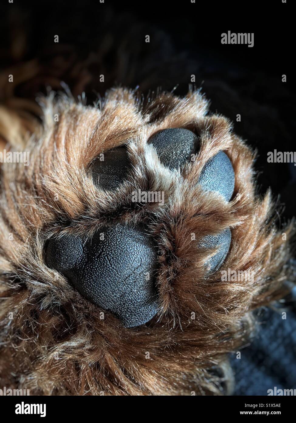 Cockapoo Puppies High Resolution Stock Photography and Images - Alamy