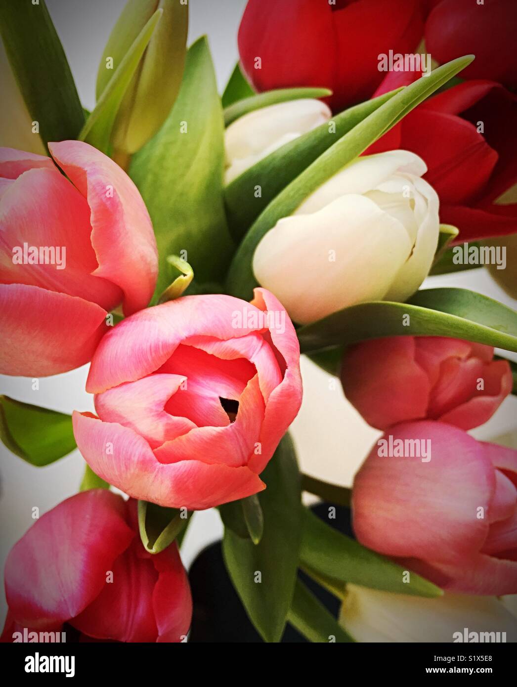 Arrangement of fresh tulips Stock Photo - Alamy