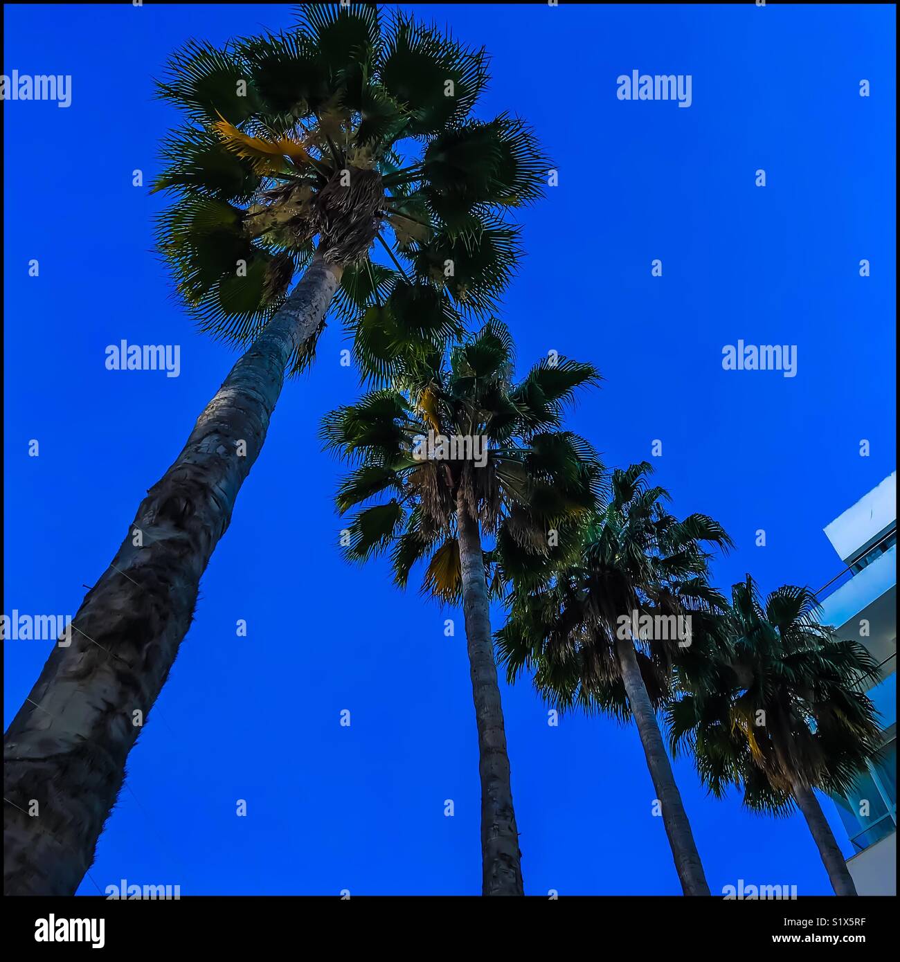 Palm trees, Seapoint, Cape Town, South Africa Stock Photo - Alamy