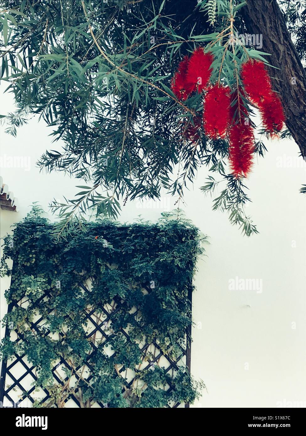 Red bottle brush plants hi-res stock photography and images - Alamy