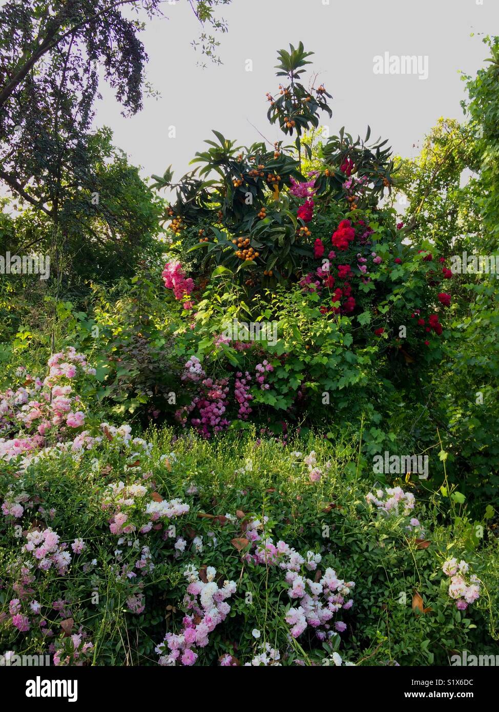 Rosebush High Resolution Stock Photography and Images - Alamy