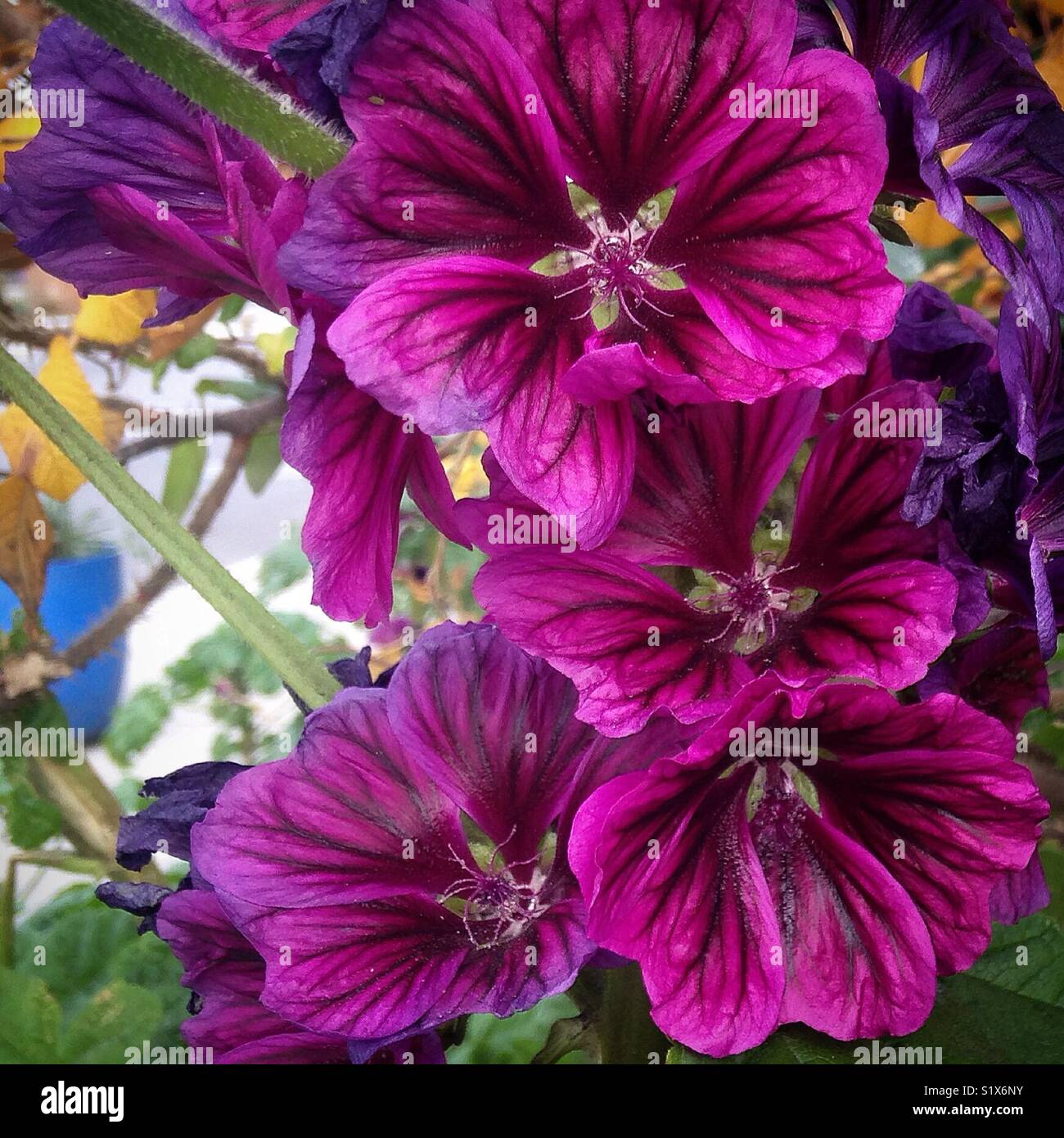 Brooklyn Flowers High Resolution Stock Photography and Images - Alamy