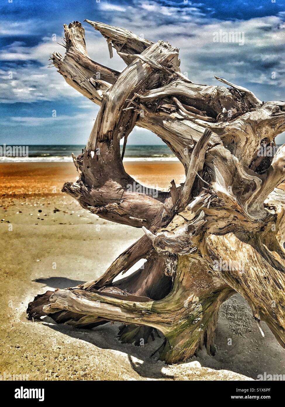 Twisted driftwood tree roots on the beach Stock Photo - Alamy