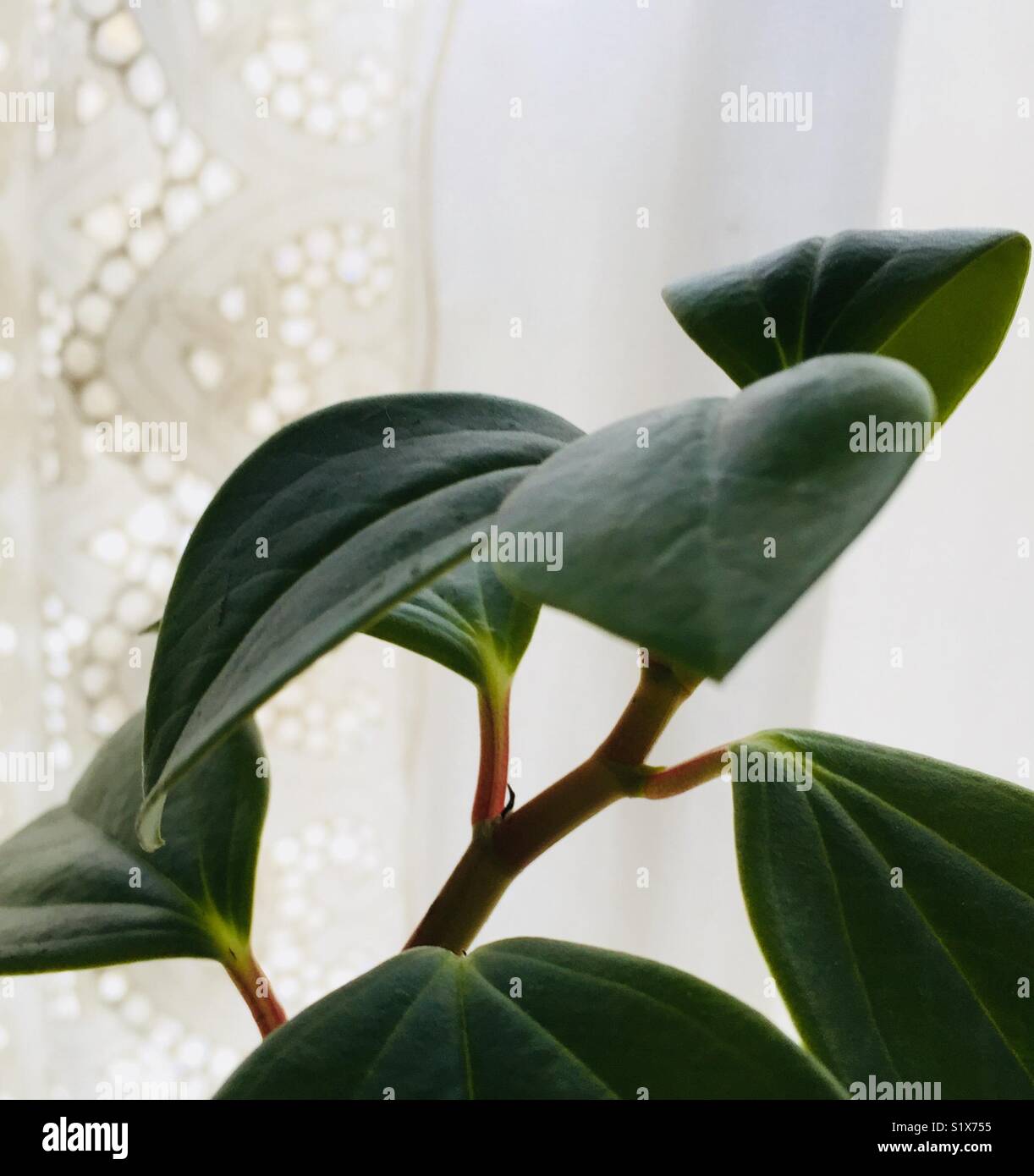 Peperomia High Resolution Stock Photography and Images - Alamy