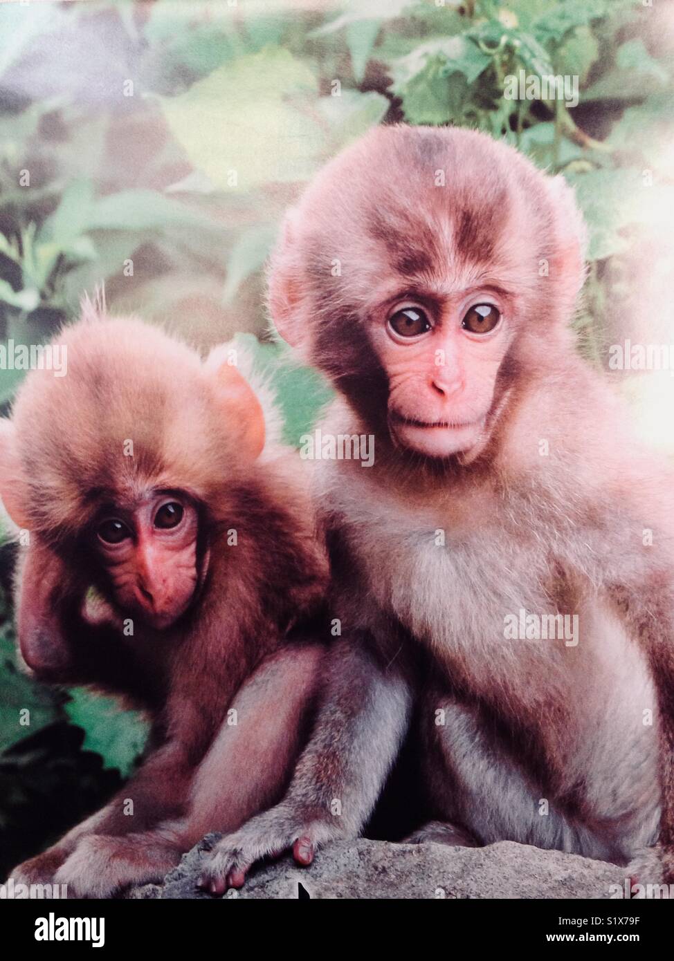 Two monkeys hands hi-res stock photography and images - Alamy