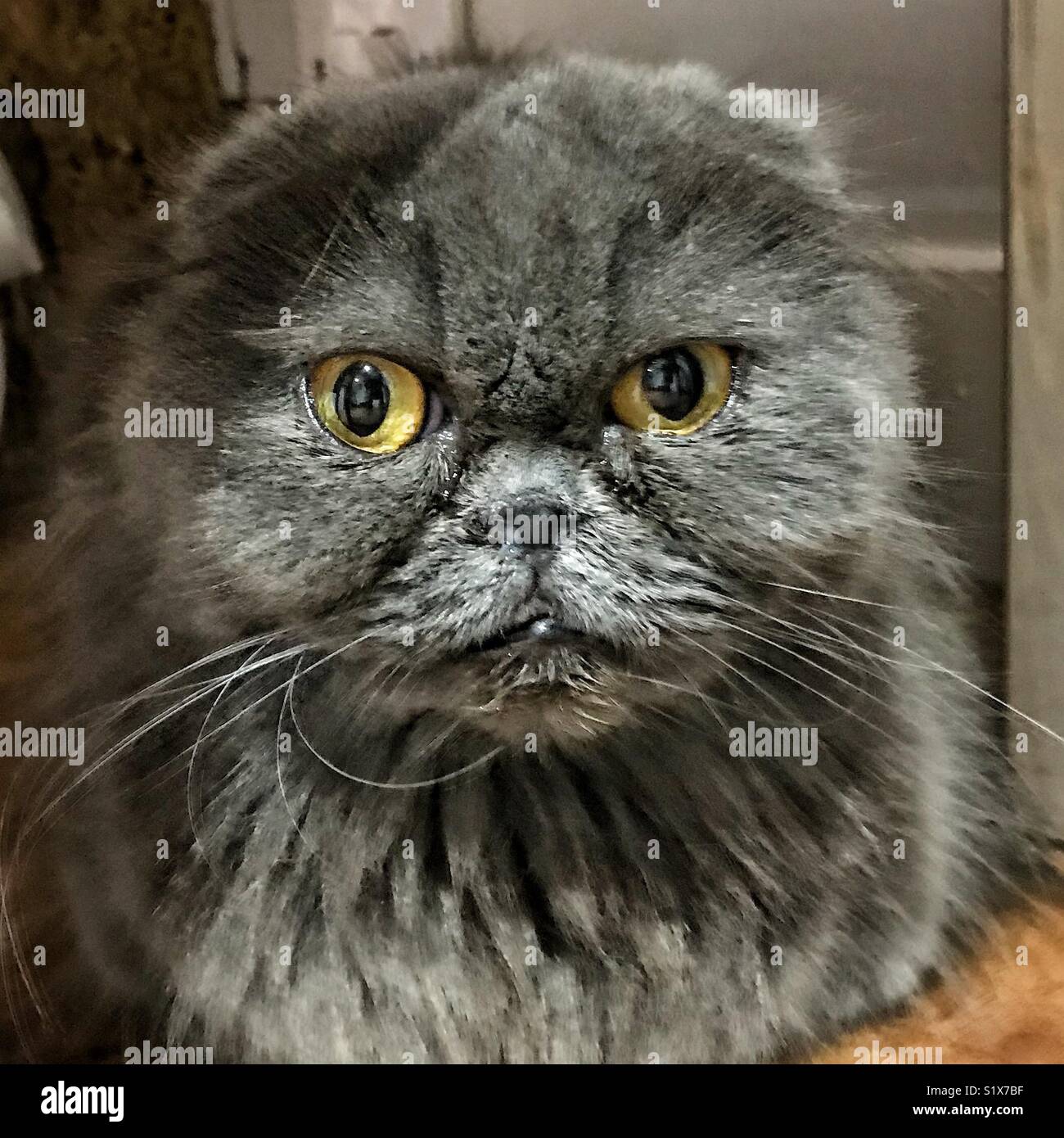 Bluey grey hi-res stock photography and images - Alamy