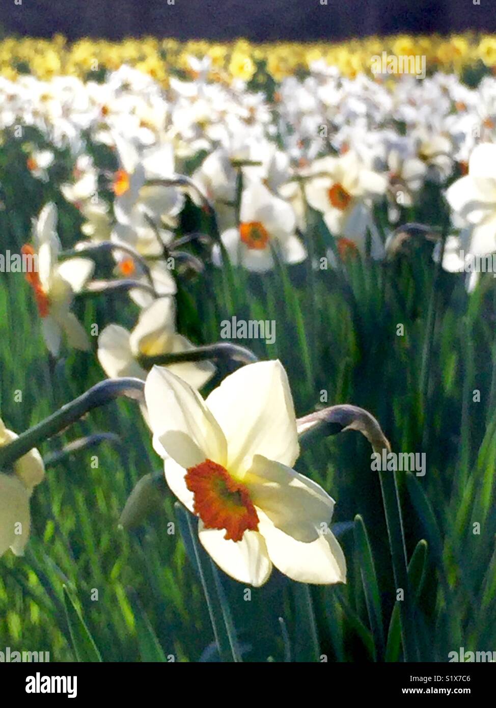 A daffodil in a field of daffodil flowers Stock Photo - Alamy