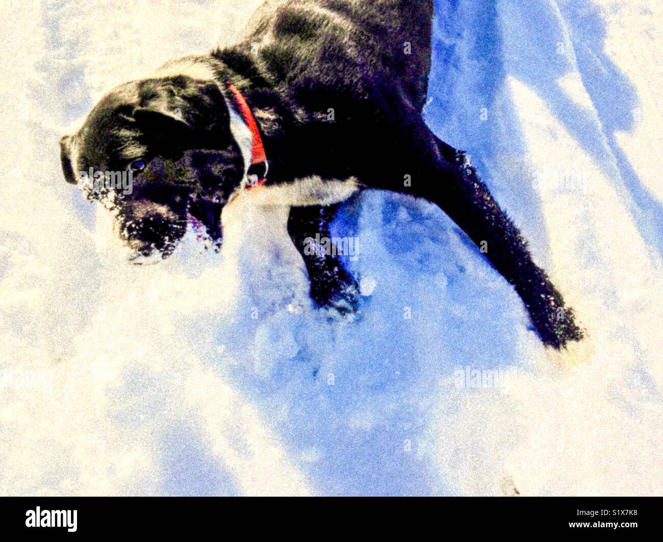 Delighted dog enjoys taste of snow Stock Photo - Alamy