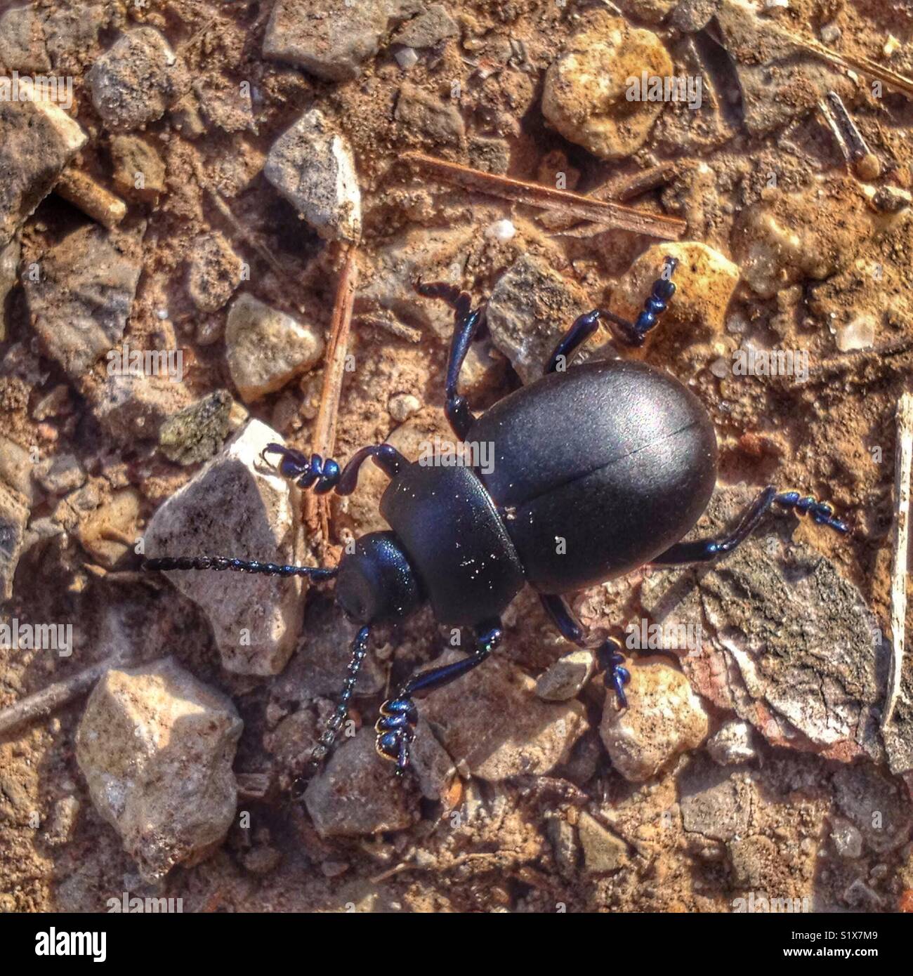 Coleopterous hi-res stock photography and images - Alamy