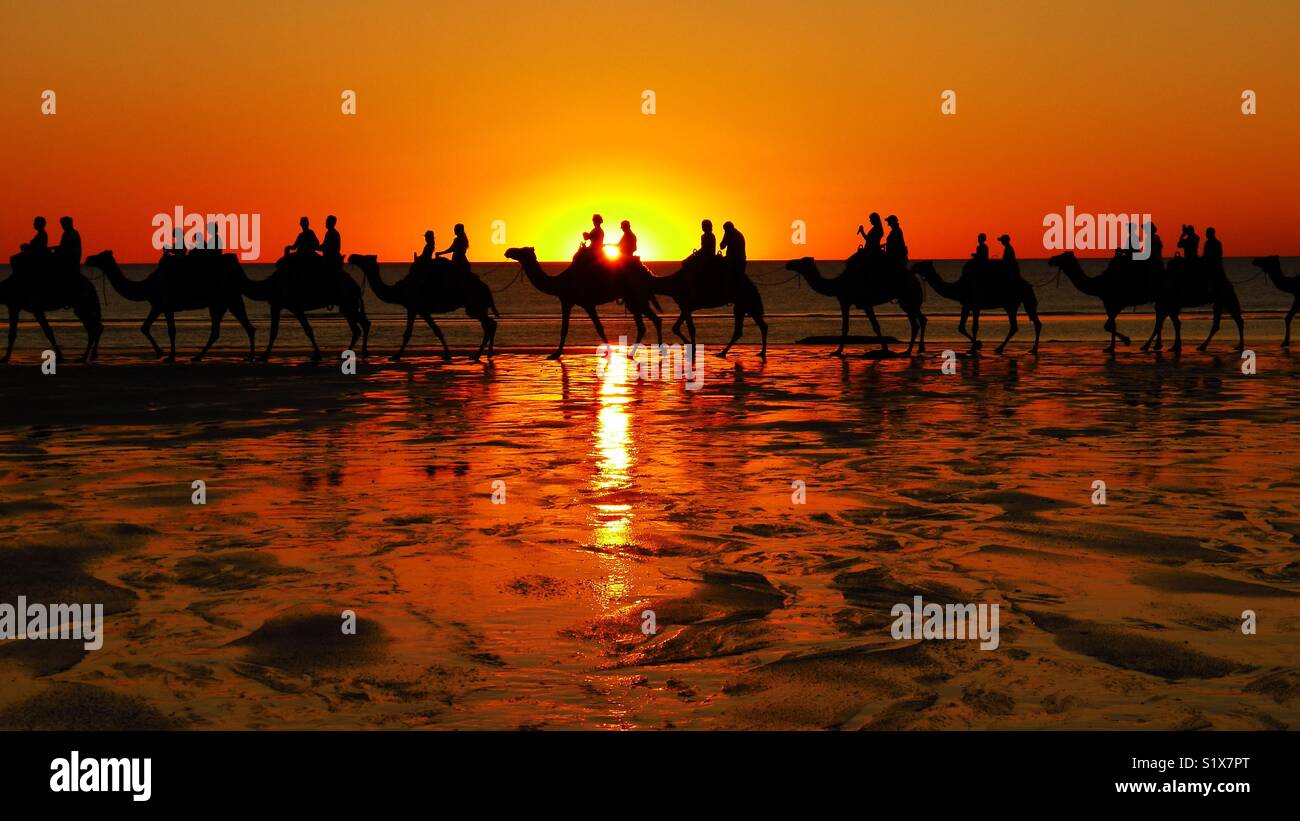 Camel rides on the beach at sunset Stock Photo - Alamy