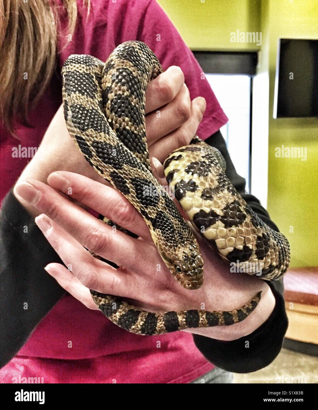 Fox snake hi-res stock photography and images - Alamy