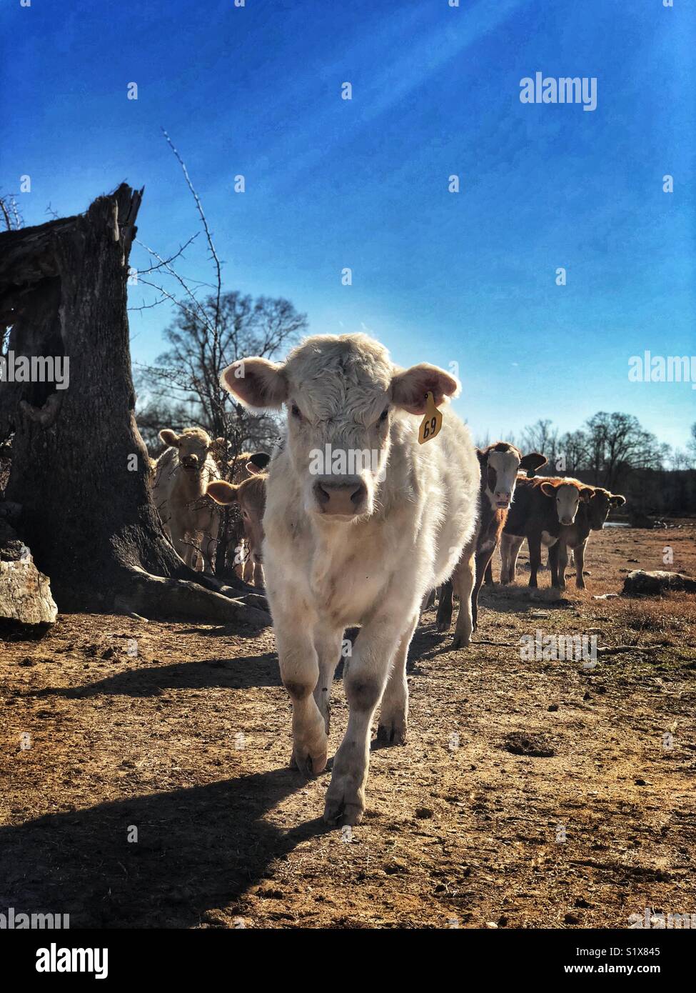 Cow walking up Stock Photo - Alamy
