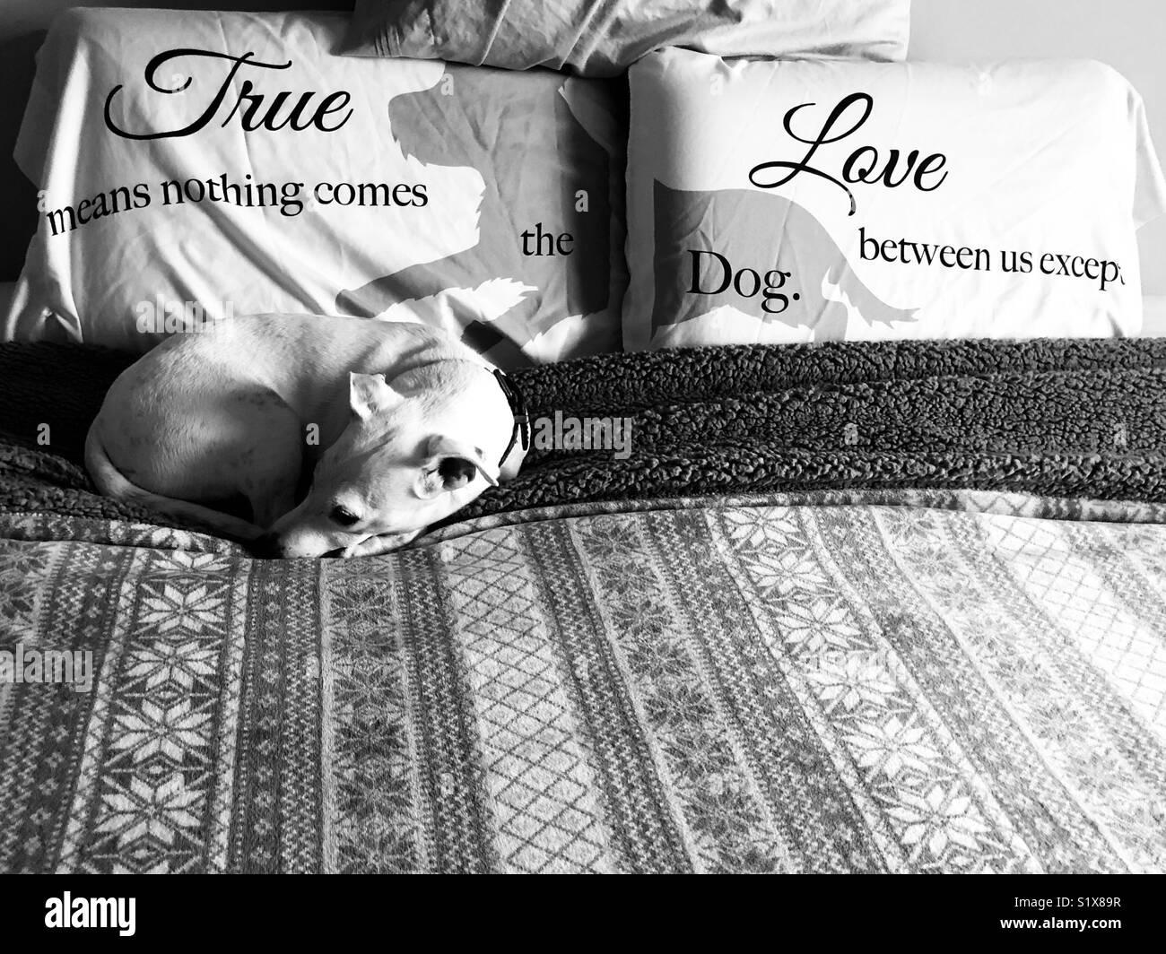 A Dog’s Life Stock Photo - Alamy