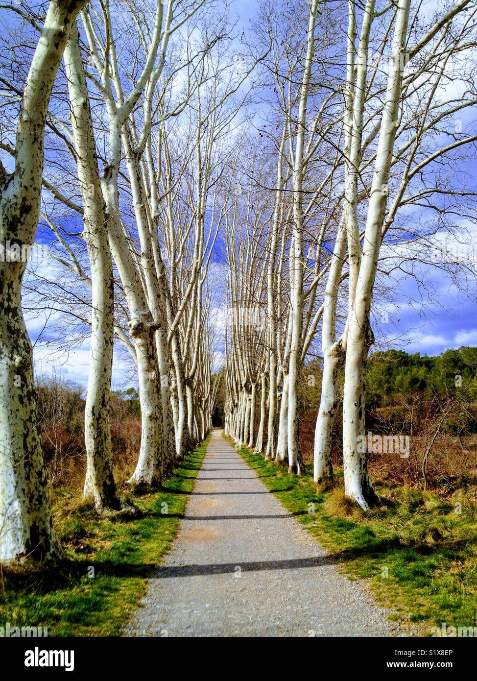 Planes trees hi-res stock photography and images - Alamy