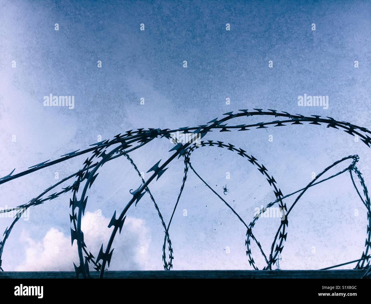 Razor wire close up with tiny spider Stock Photo - Alamy