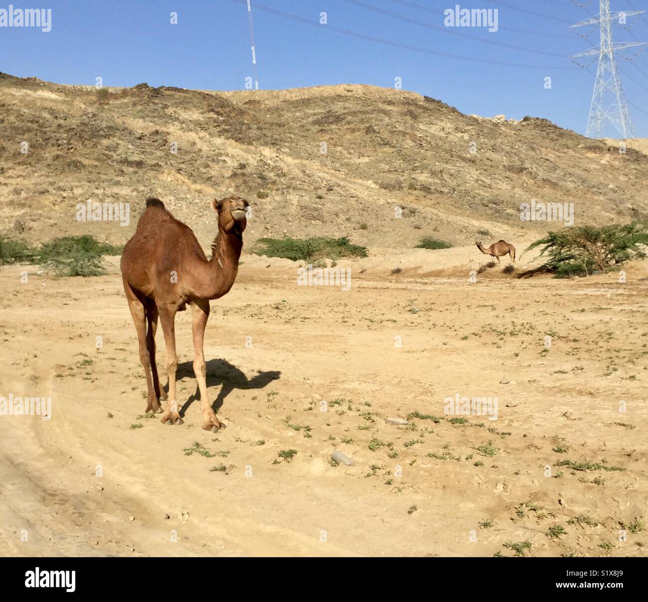 Saudi arabia desert camel hi-res stock photography and images - Alamy