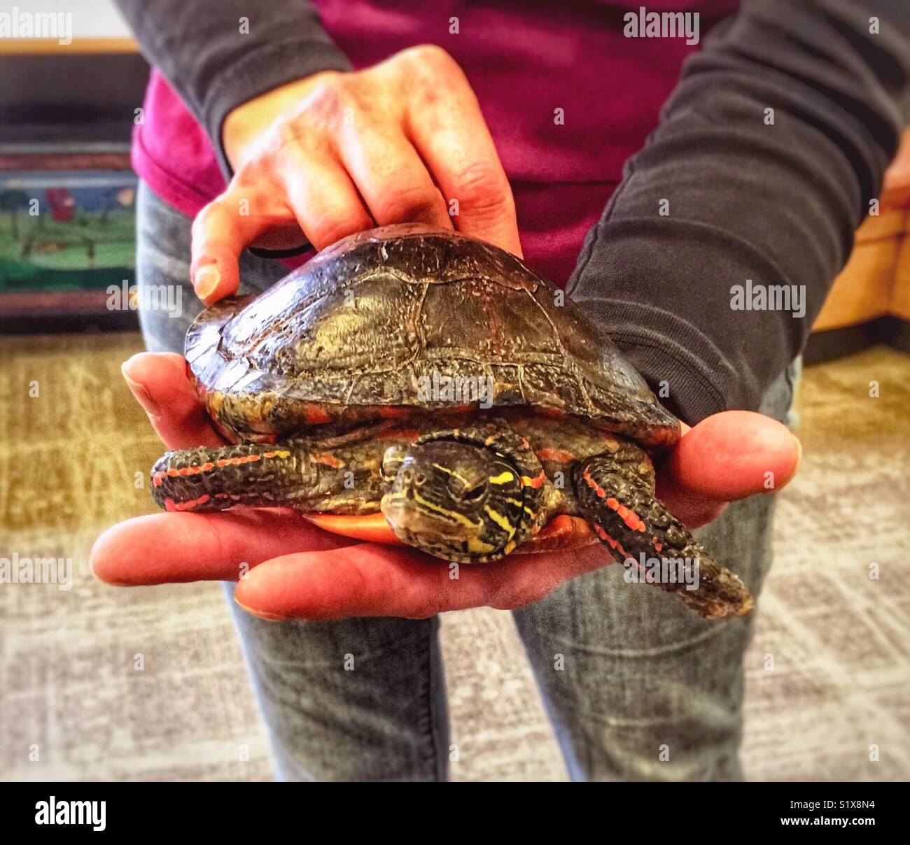 Western Painted Turtle being held by woman Stock Photo - Alamy