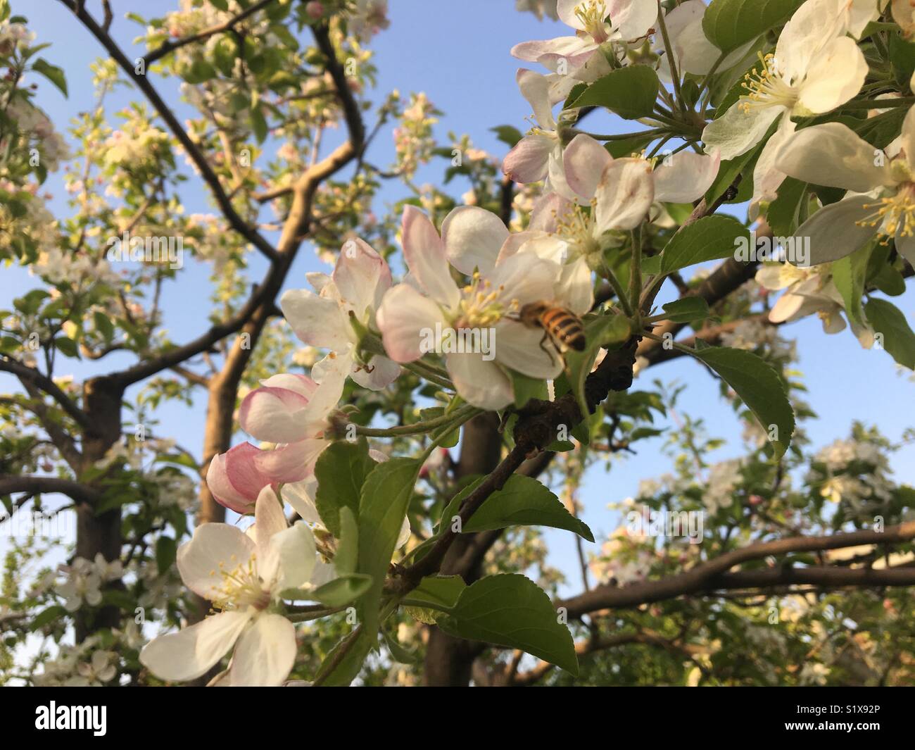 The bee collects nectar from an apple flower Stock Photo - Alamy