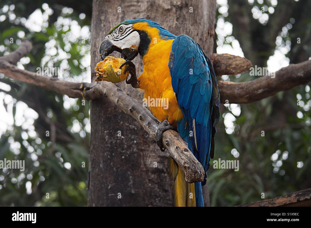 Blue and Yellow Macaw eating a Mango Stock Photo - Alamy