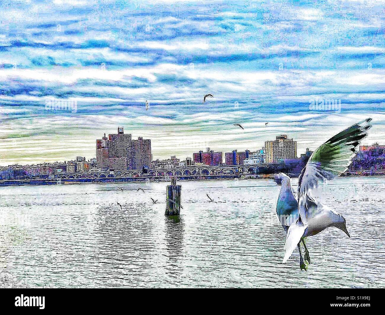 Seagull on the Hudson at ferry terminal edgewater New Jersey Stock ...