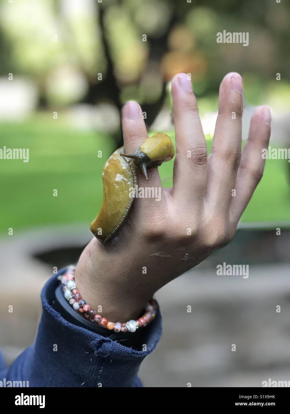 Banana slug hi-res stock photography and images - Alamy