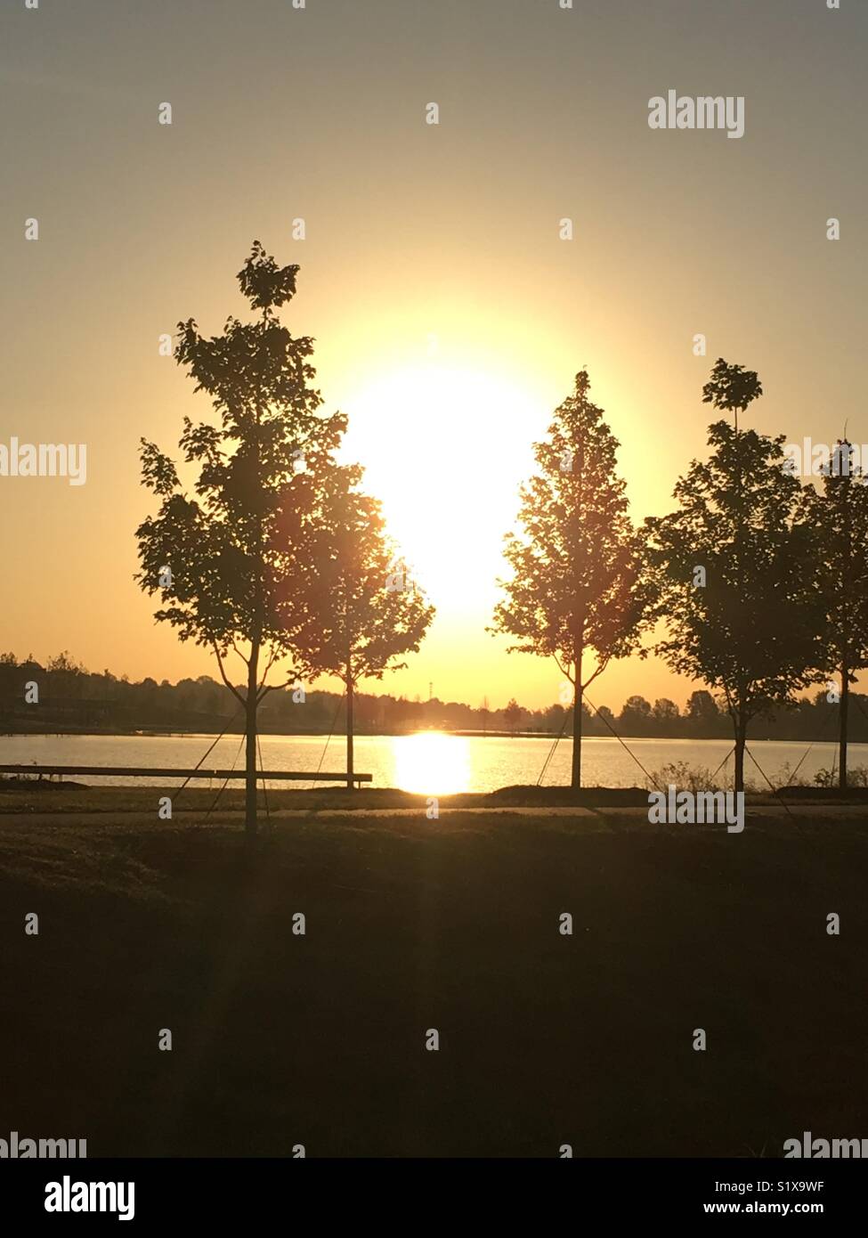 Trees by a lake and a low sun Stock Photo - Alamy