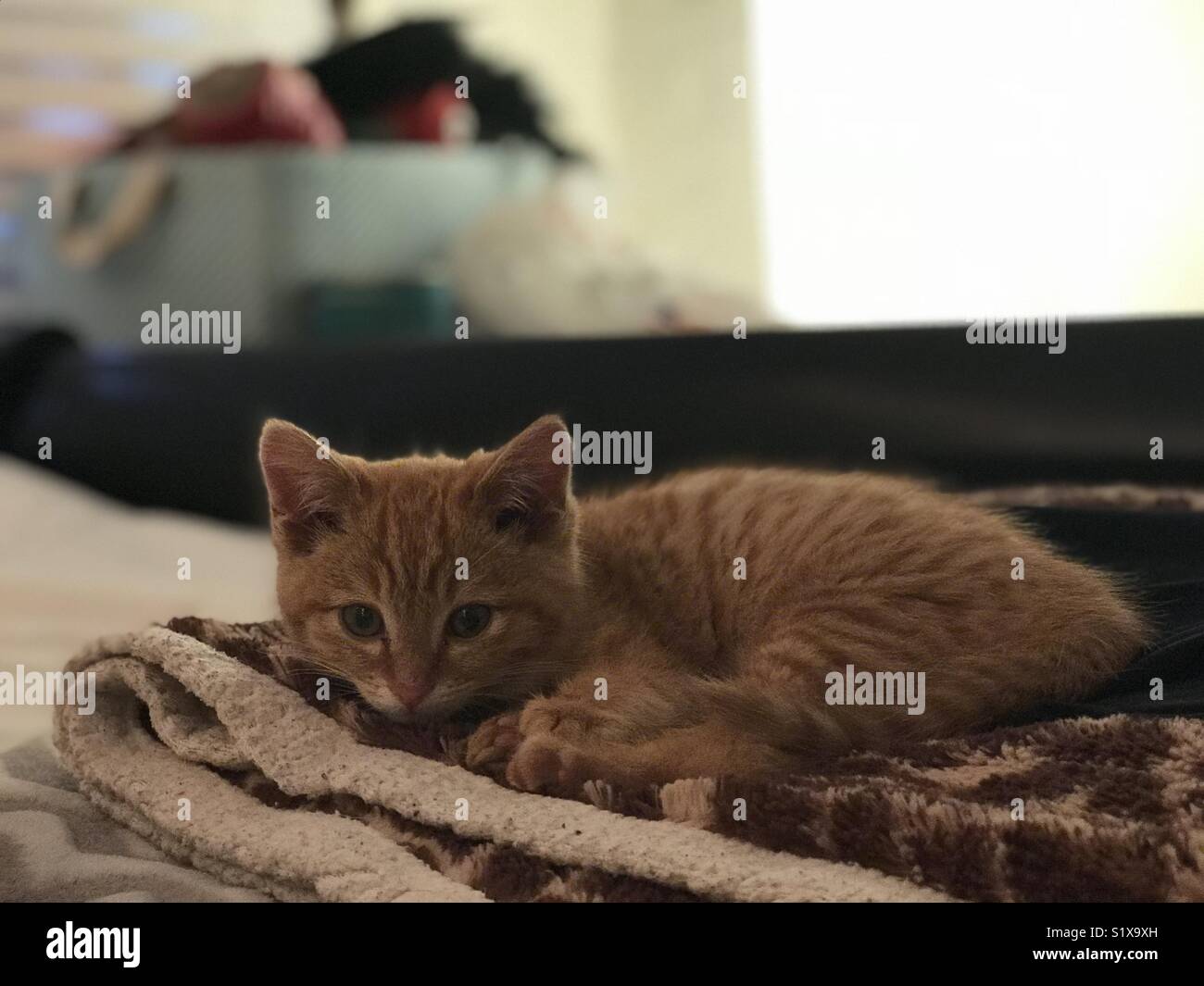 Cute little cat Stock Photo - Alamy