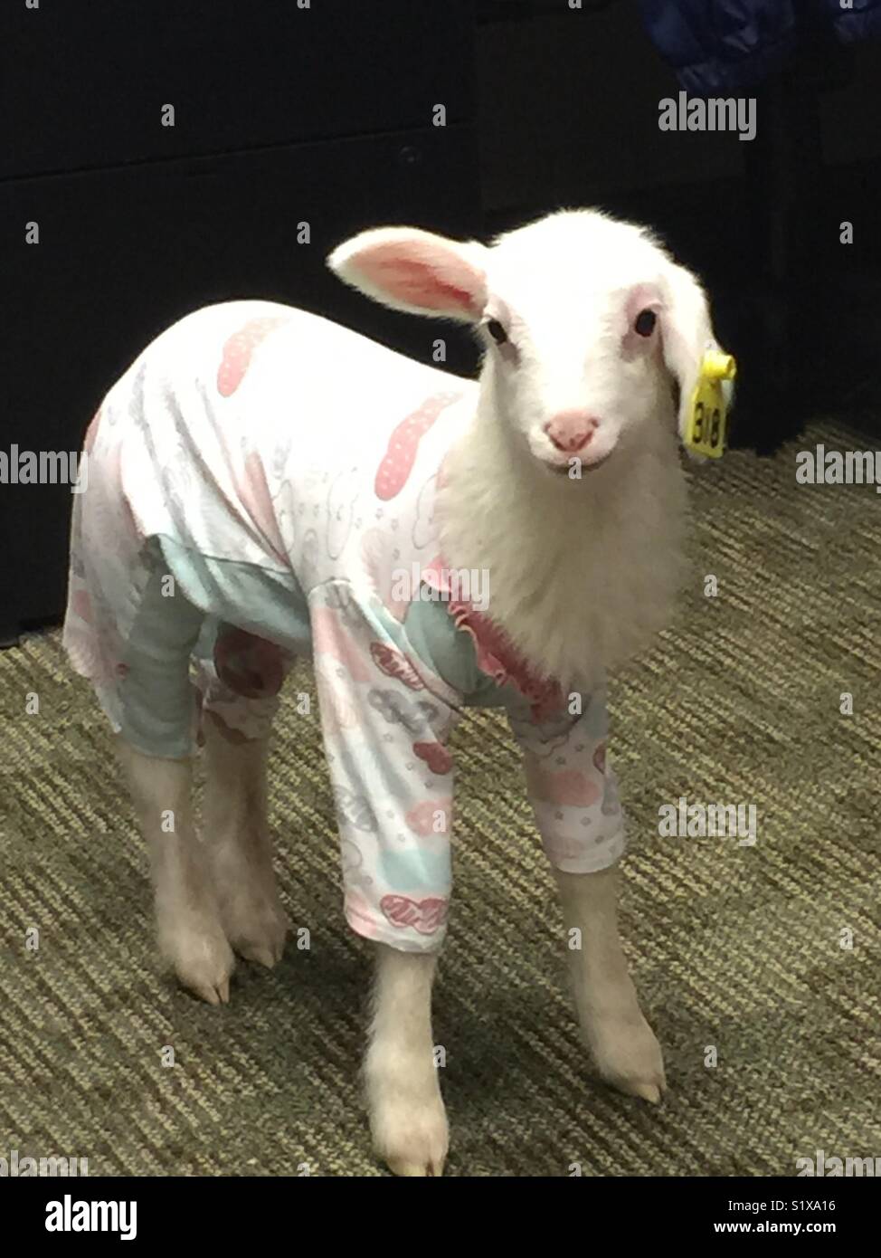 Baby dressed up hi-res stock photography and images - Alamy