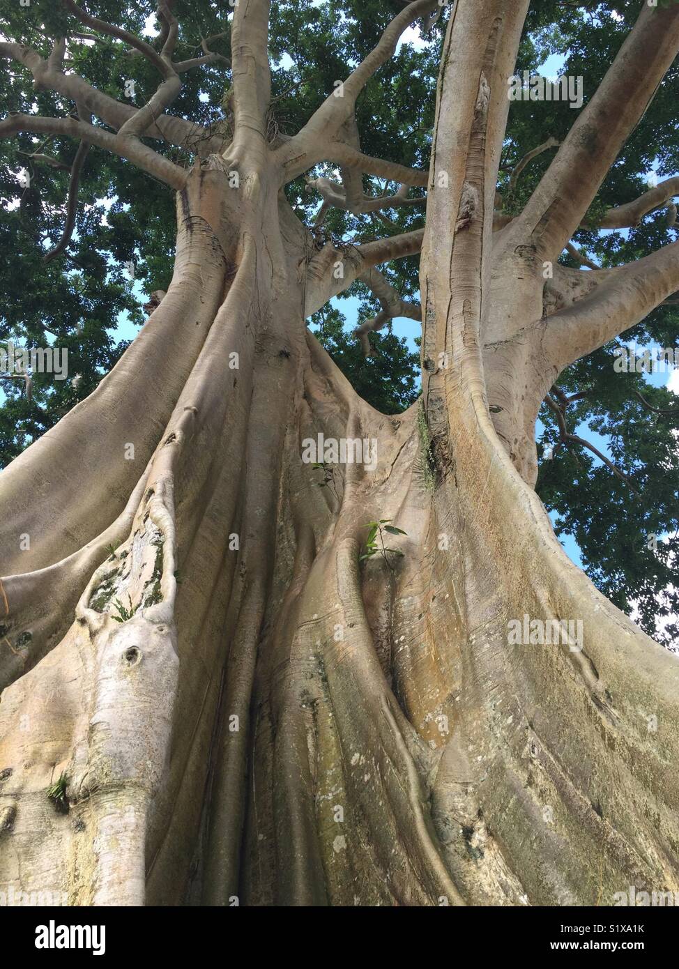 Giant life tree hi-res stock photography and images - Alamy