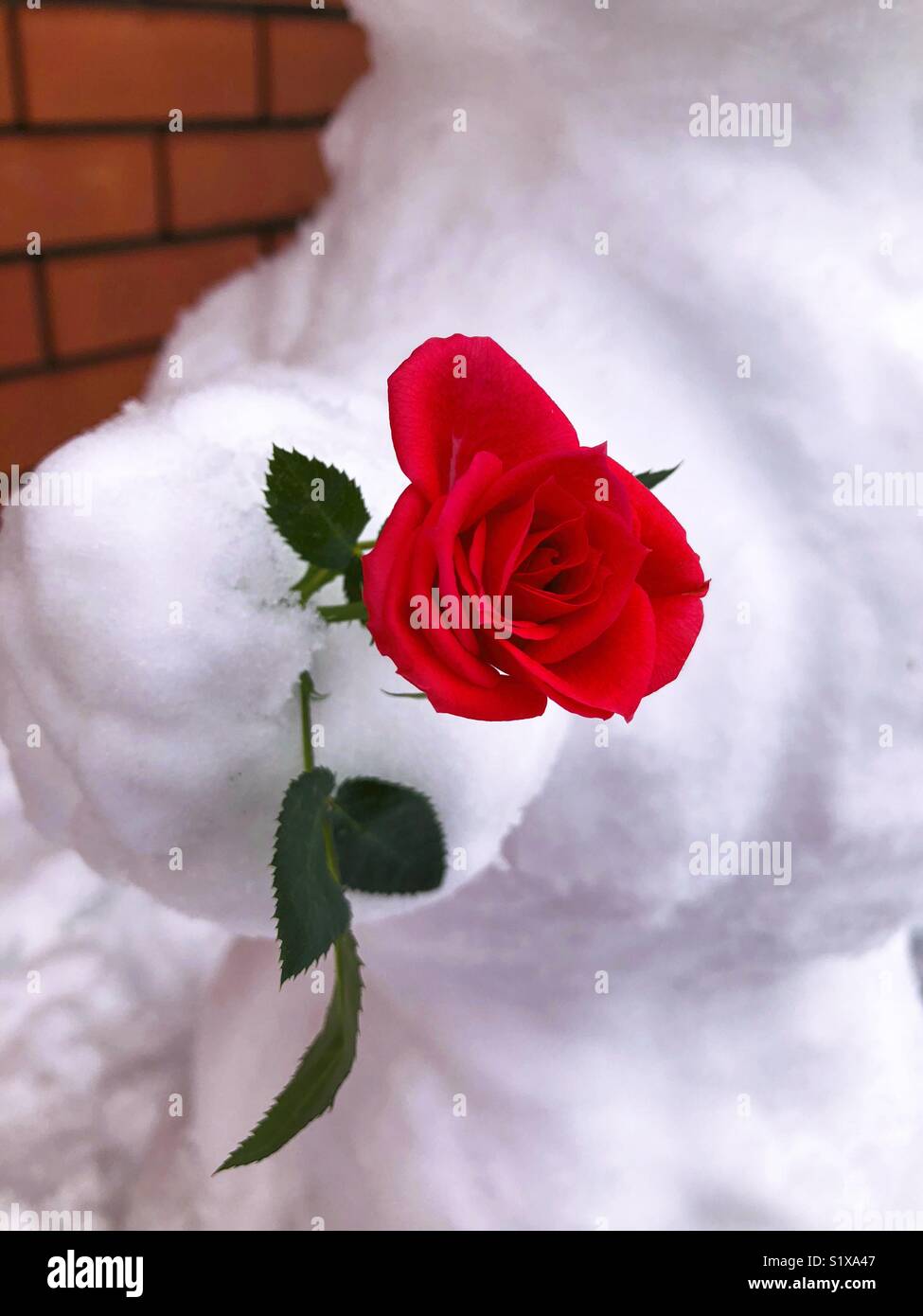 Snowman flower hi-res stock photography and images - Alamy
