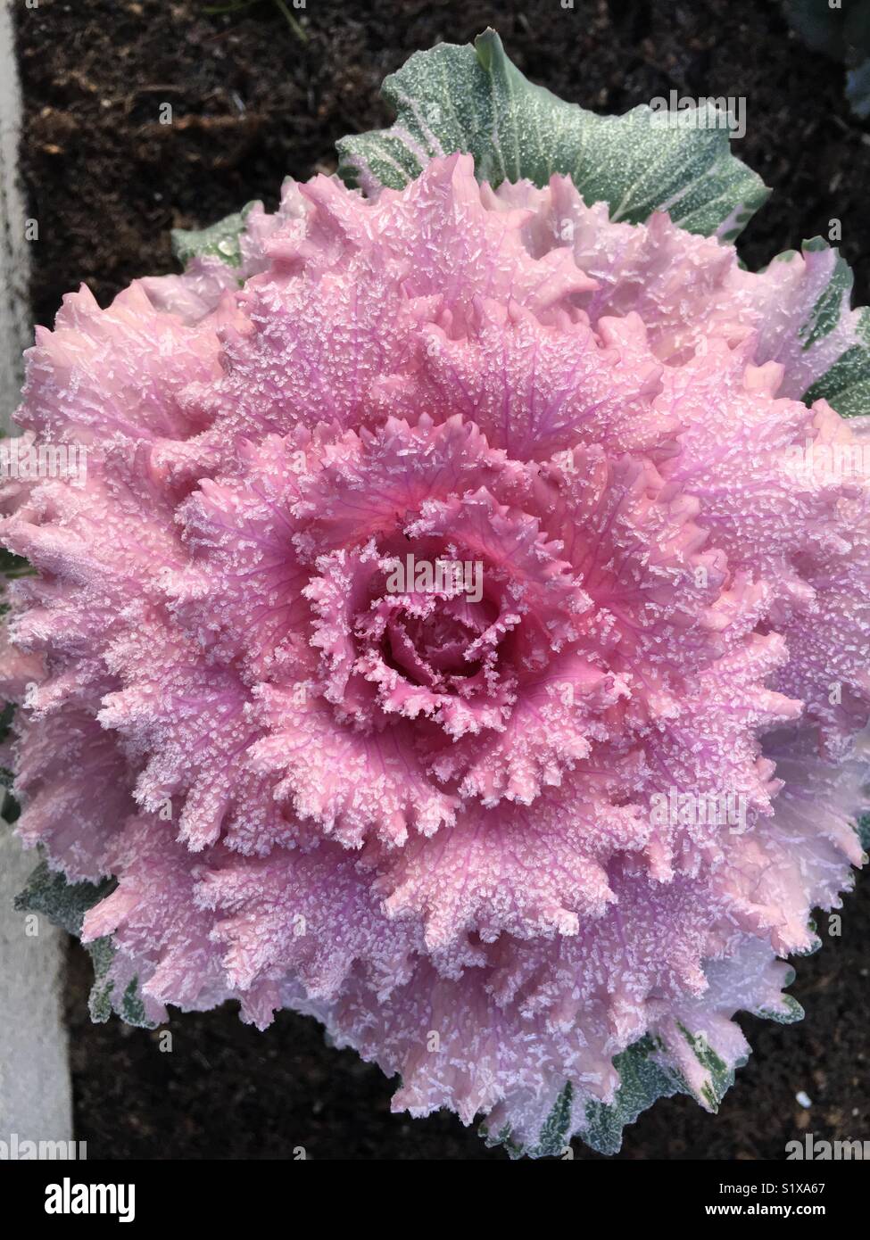 Snow cabbage hi-res stock photography and images - Alamy