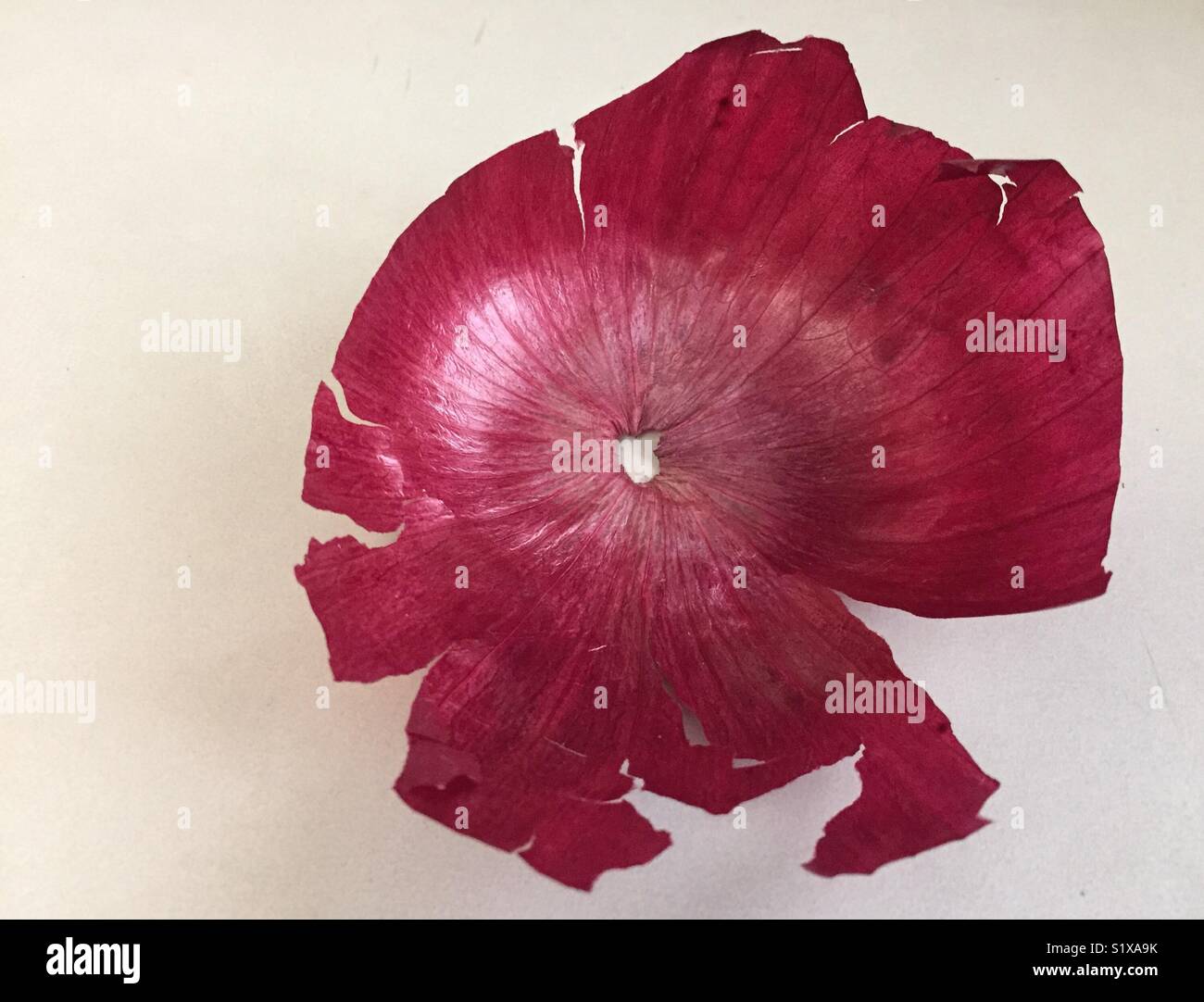 Onion Skin High Resolution Stock Photography and Images - Alamy