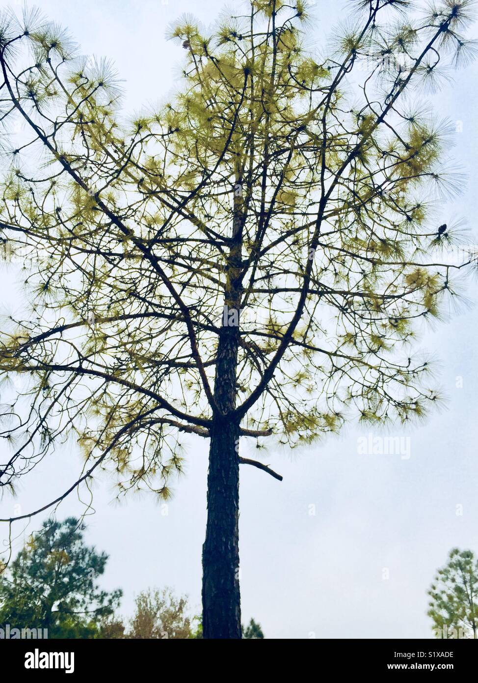 Beautiful long tree in beautiful city Islamabad Pakistan Stock Photo ...