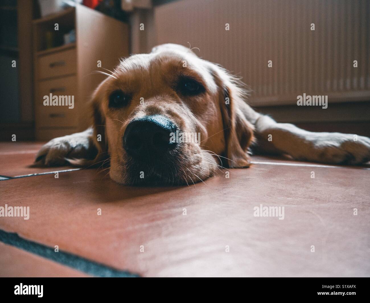 Tired dog hi-res stock photography and images - Alamy