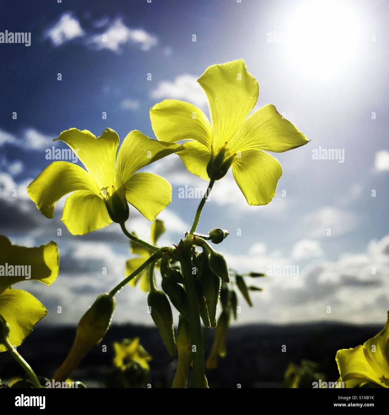 Yellow clover flower hi-res stock photography and images - Alamy