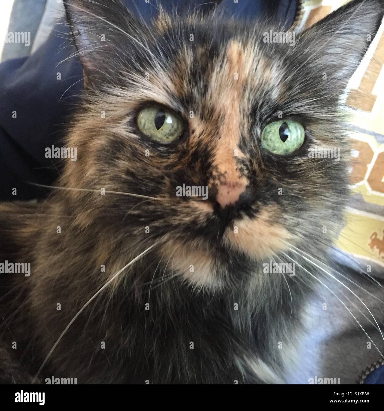 Sweet animal face hi-res stock photography and images - Alamy