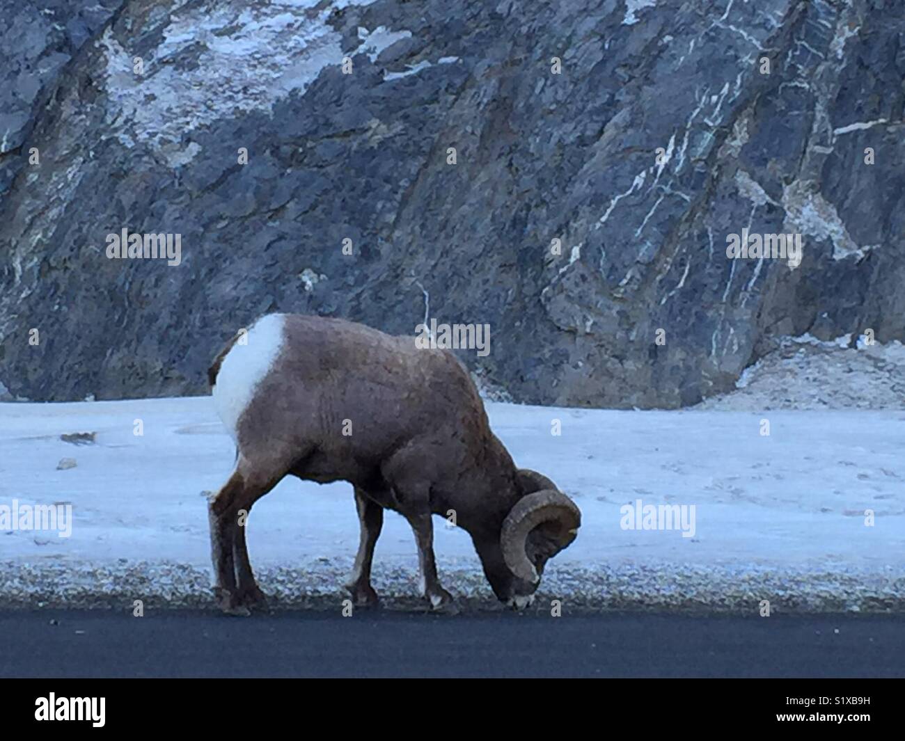 Salt licks hi-res stock photography and images - Alamy
