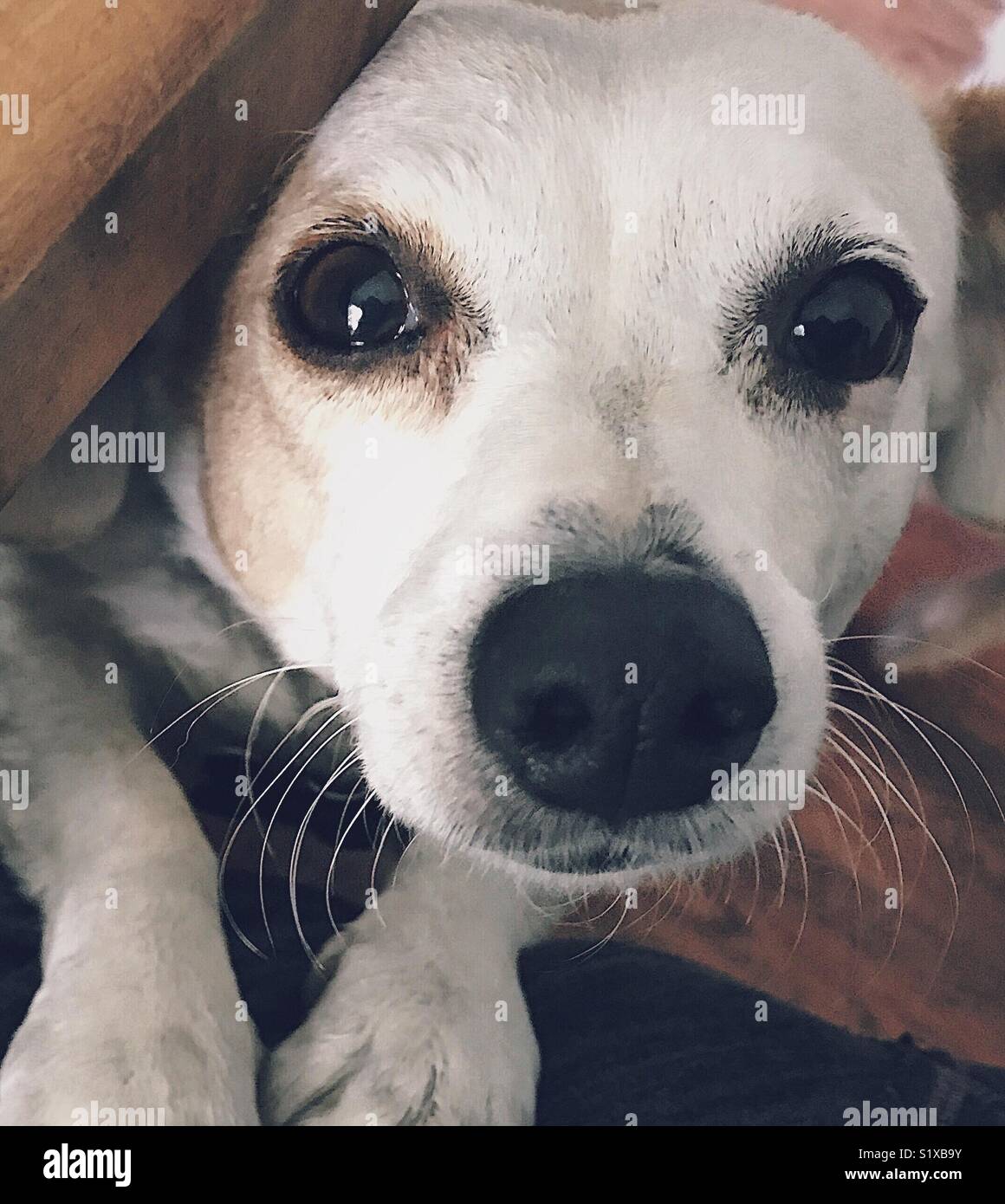 Dog owner face to face hi-res stock photography and images - Alamy