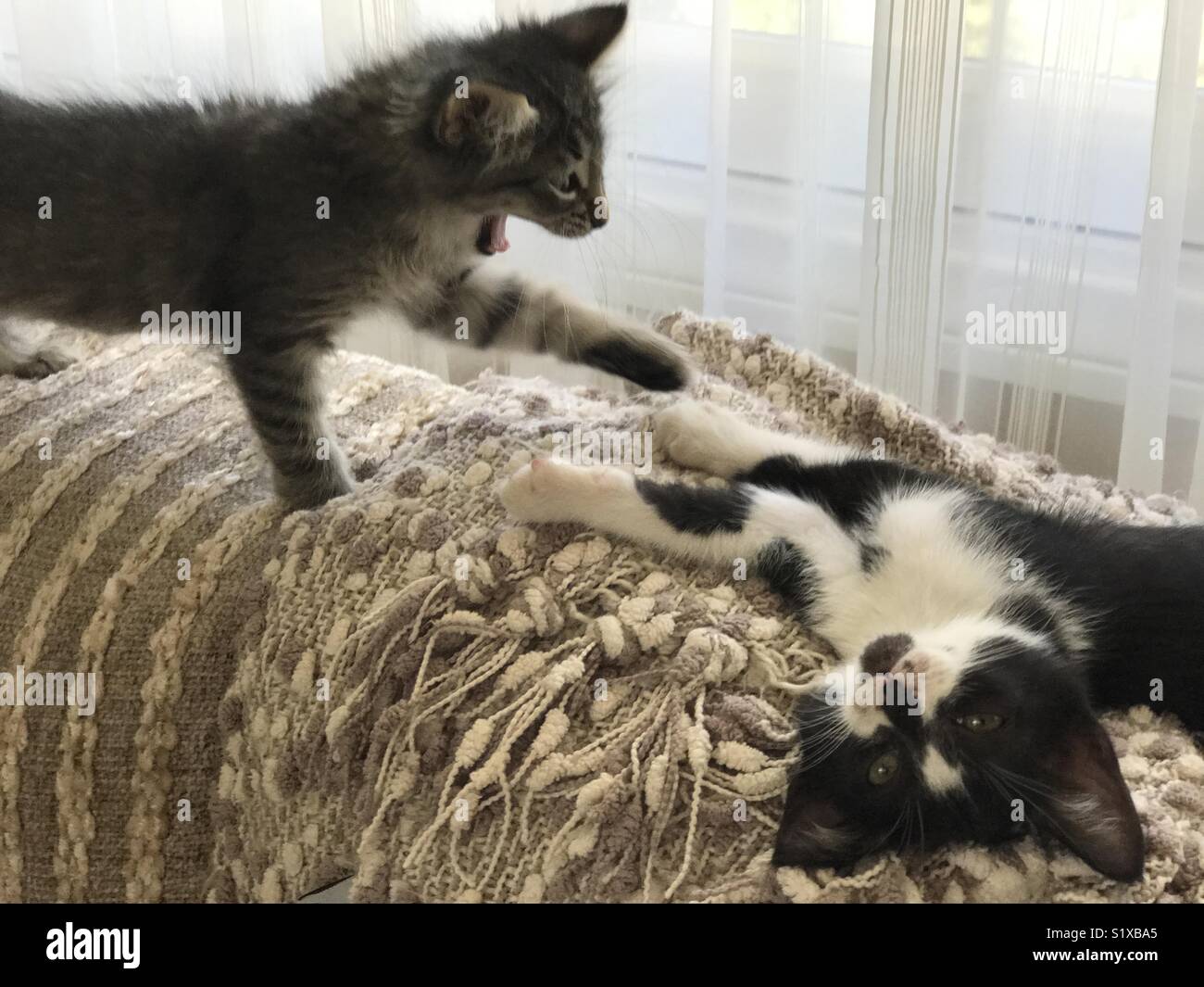 Baby roars hi-res stock photography and images - Alamy