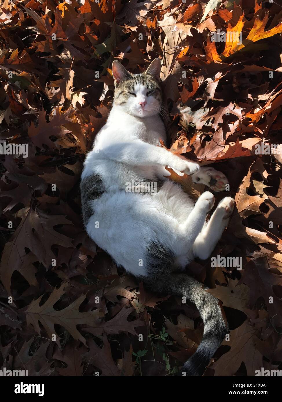 Leaf cat hi-res stock photography and images - Alamy