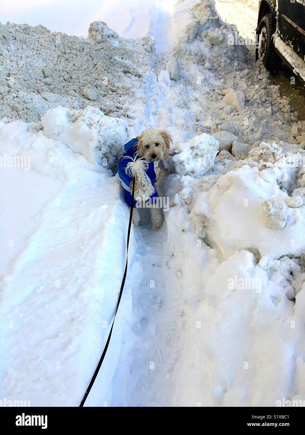 small poodle for a walk in winter Stock Photo - Alamy