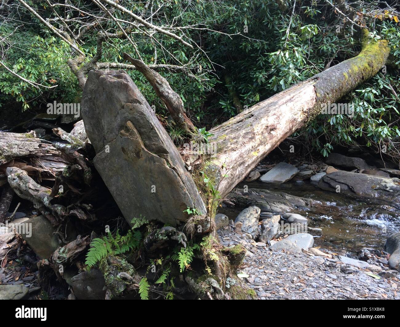 Tree in rock Stock Photo - Alamy
