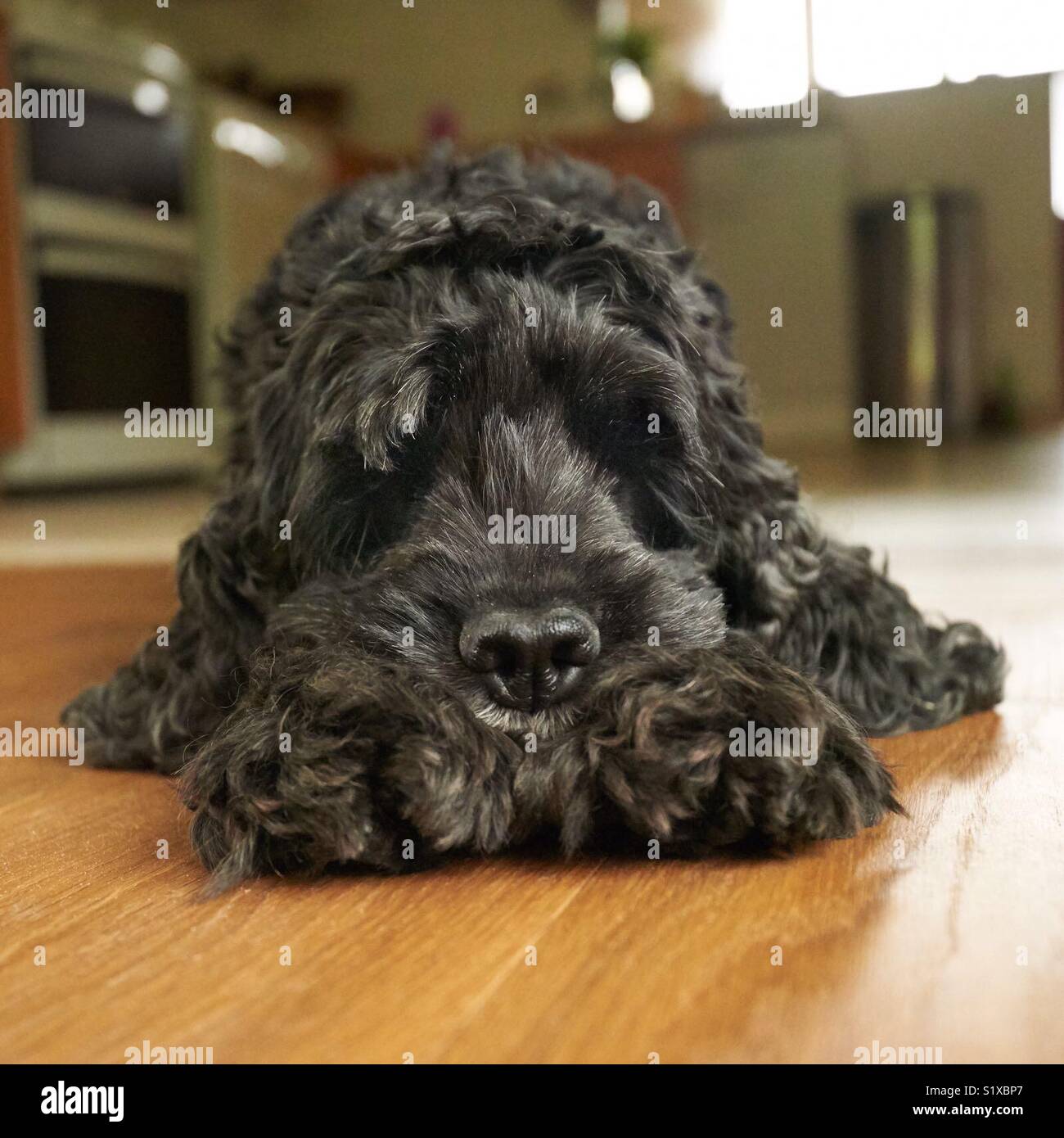 Snoozy hi-res stock photography and images - Alamy