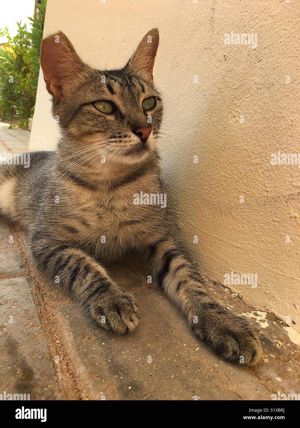 Tabby cats paws hi-res stock photography and images - Alamy