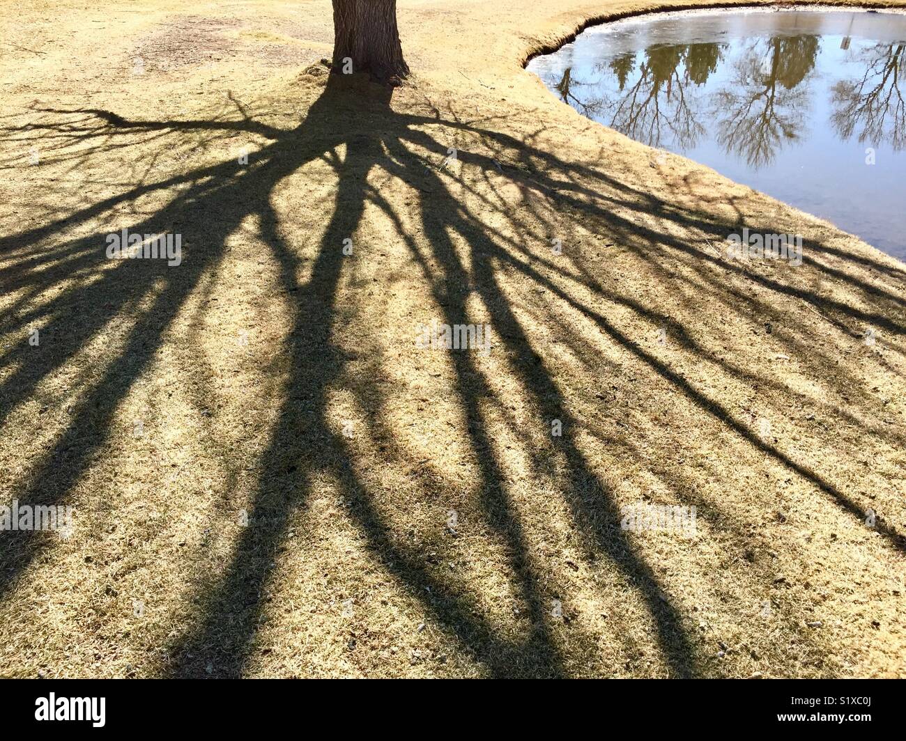 Tree branch shadows hi-res stock photography and images - Alamy
