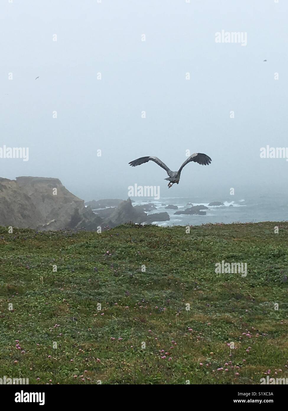 In full flight Stock Photo - Alamy