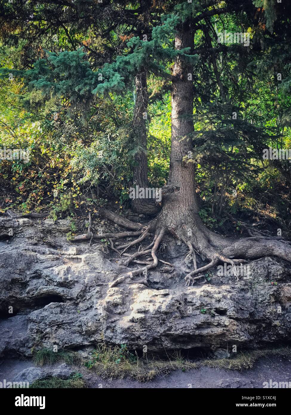 Roots of a Spruce tree are exposed on mineral deposits in western ...