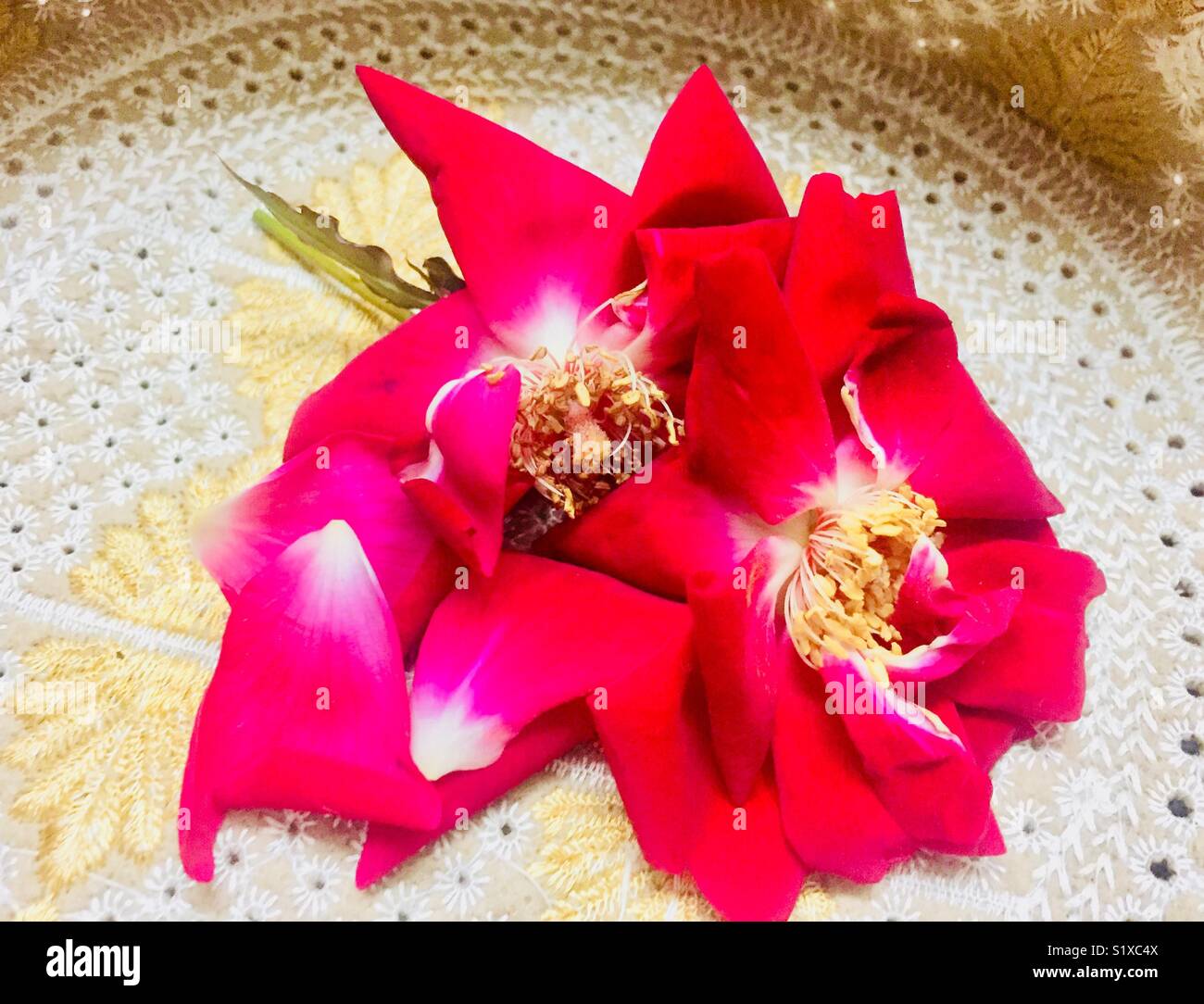 Flowers beauty in city Islamabad Pakistan Stock Photo - Alamy